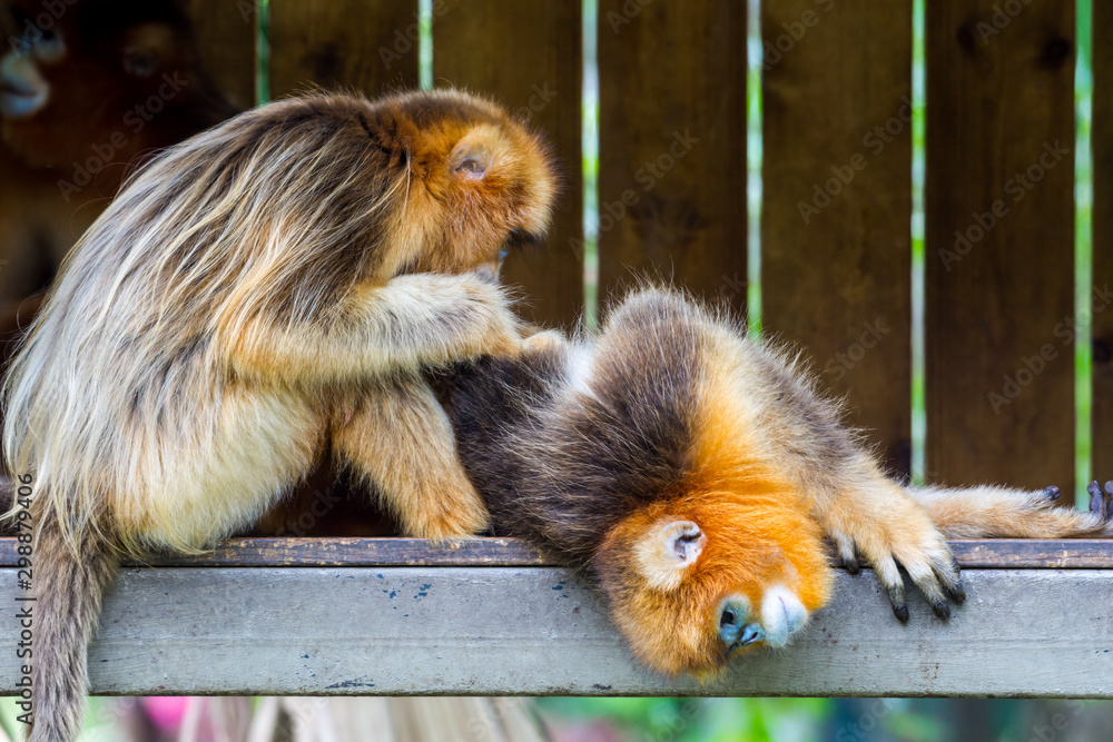 Foto de A mother golden snub-nosed monkey searching search lice in the ...