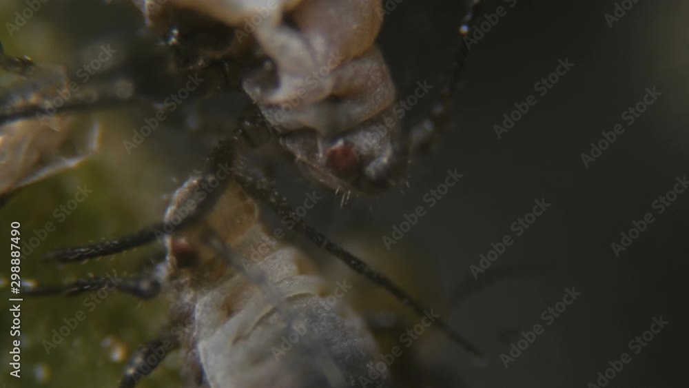 Video Stock Black bean aphid (Aphis fabae) is a member of the order ...