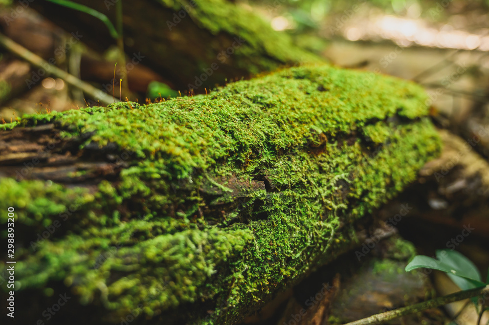 Tree Moss Texture