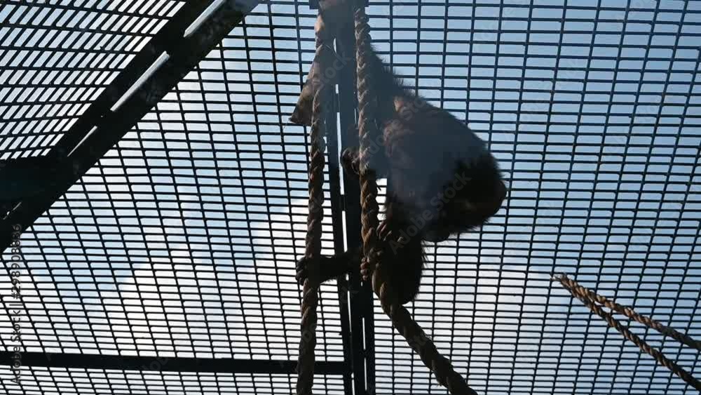 animals in captivity are locked in a zoo cage. monkeys, artistic ...