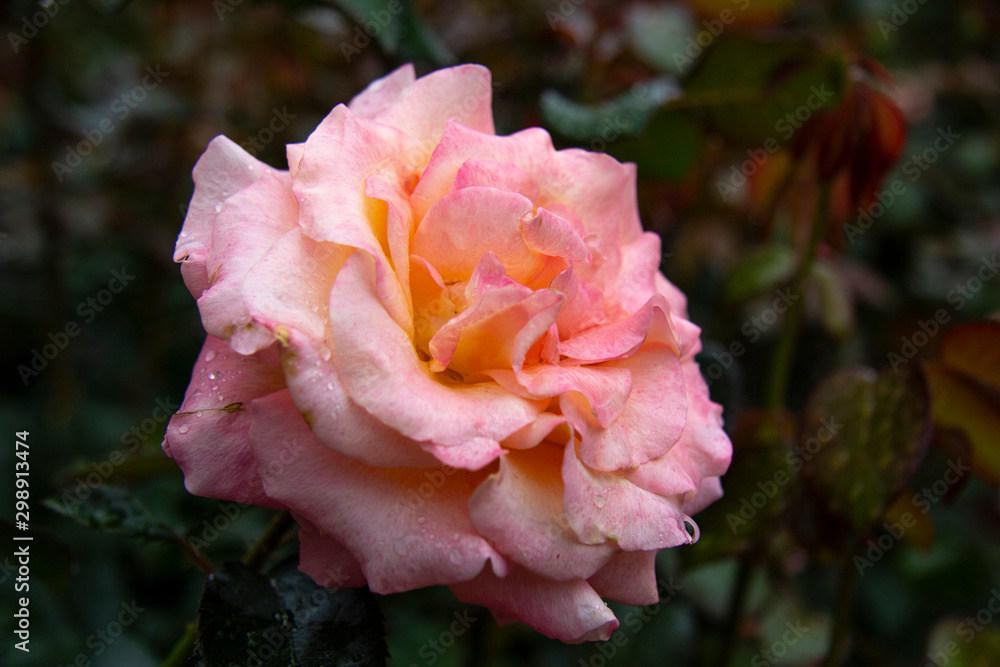 Day Breaker Rose