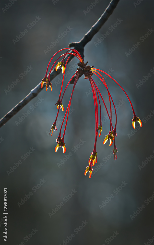 Samaras (winged fruits) forming on red maple (Acer rubrum) in early ...