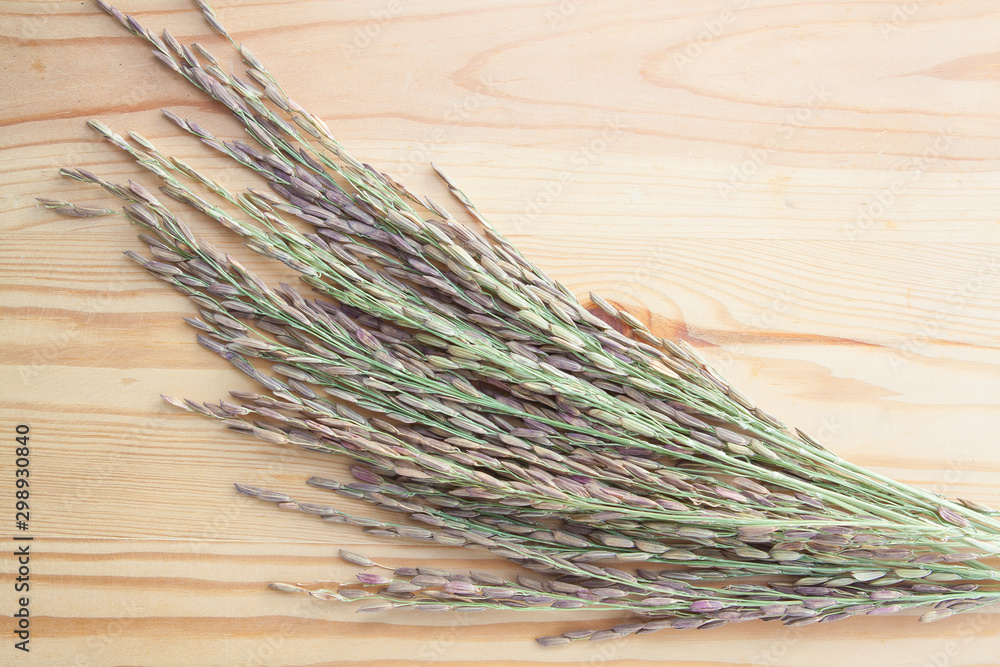 rice, spike, paddy, agricultural, agriculture, asian, isolated ...