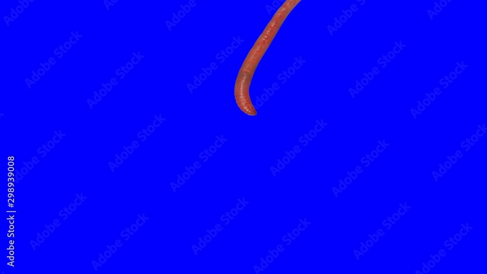 Earthworm creep. Footage with alpha channel (codec: png+alpha with blue ...