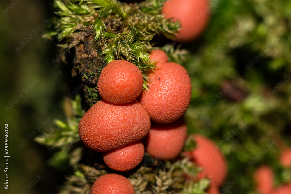Lycogala epidendrum (wolf's milk, groening's slime) - A type of mold ...