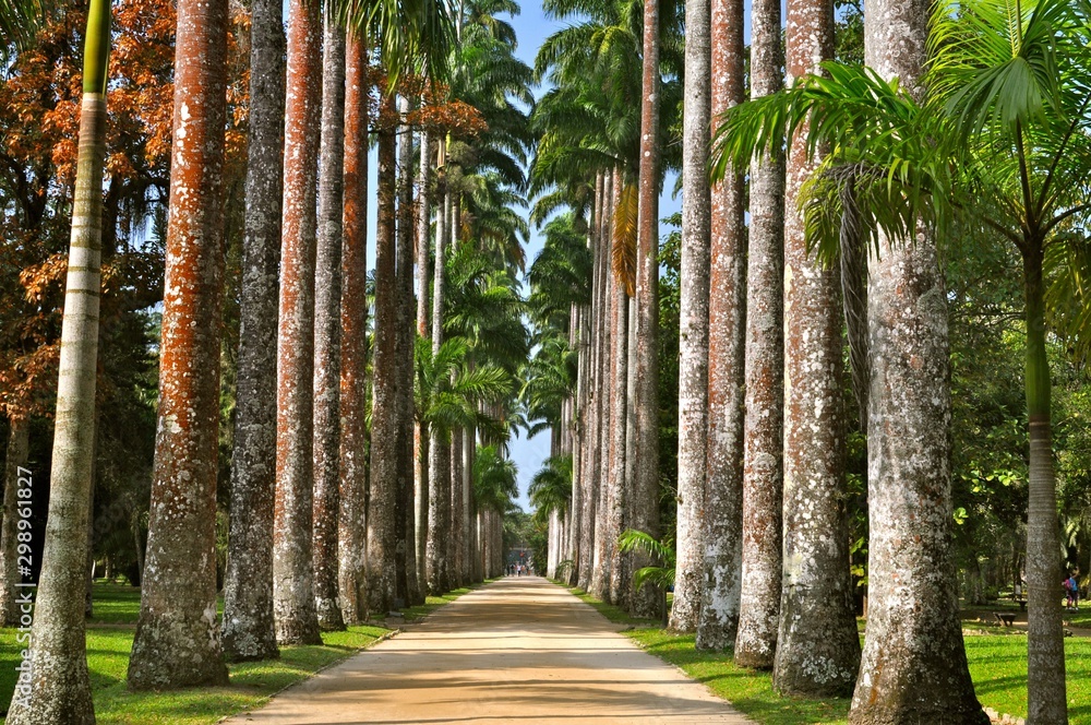 Jardim Botânico do Rio de Janeiro Stock Photo | Adobe Stock