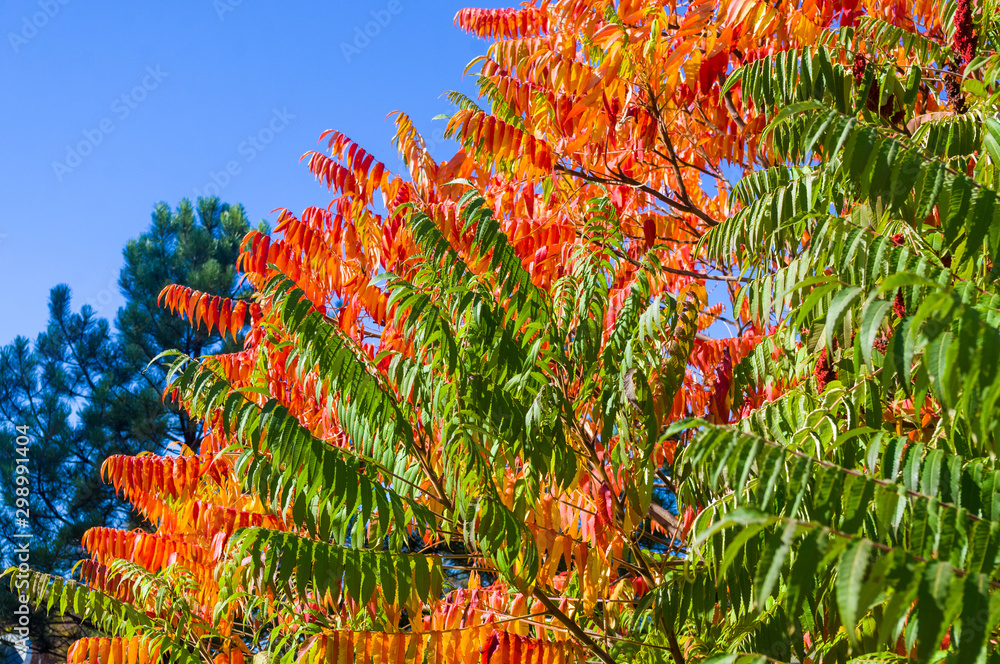 Autumn red and yellow colors of the Rhus typhina, Staghorn sumac ...