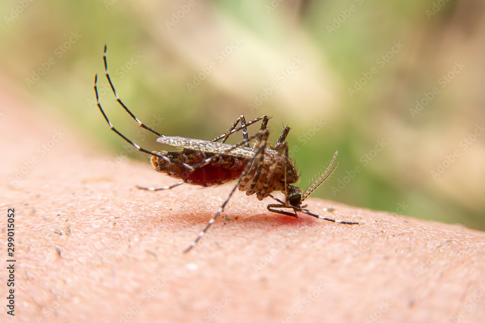 Wild mosquitoes are sucking blood on human skin and carrying malaria ...