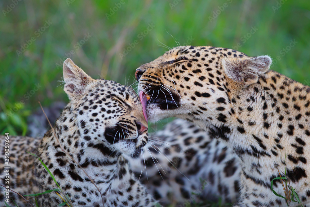 Leopard mother and cub - the female is nursing the young leopard in ...