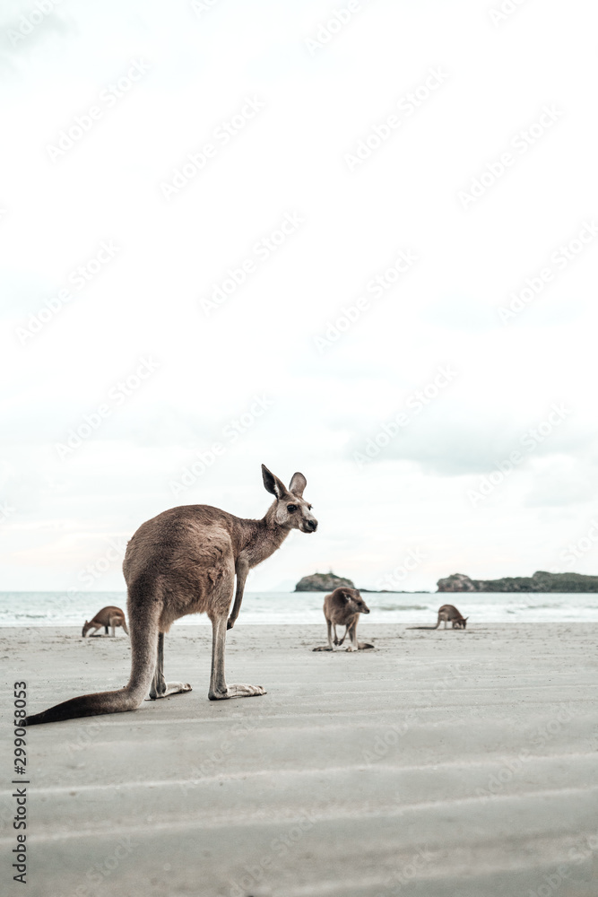 Kangaroo watches you at the Ocean on the Beach Stock Photo | Adobe Stock