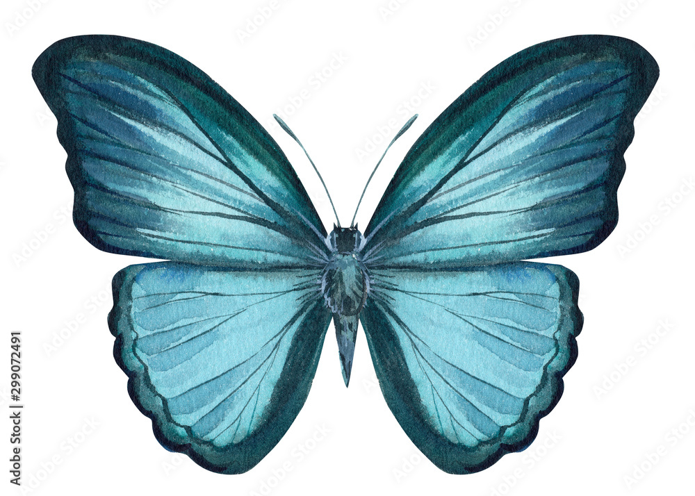 blue butterfly on an isolated white background, watercolor illustration ...