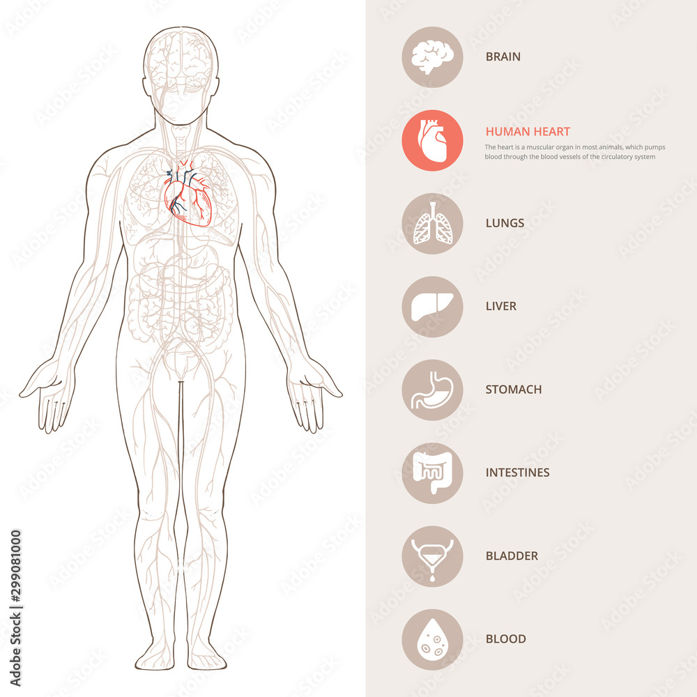 Human body anatomy infographic of the structure of human organs. Stock ...