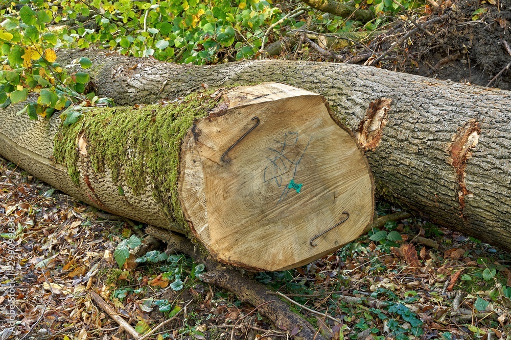 Forestry and logging. Ash tree trunks. Fraxinus excelsior Stock Photo ...
