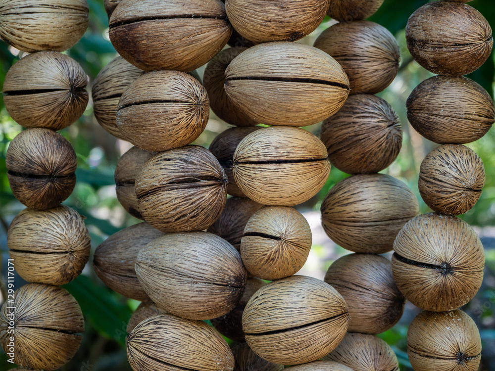 The texture of the dry shell of a decorative fruit hanging on threads ...