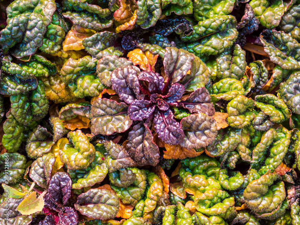 Tenacious creeping pyramidal lat. Metallica Grispa from Botanical ...