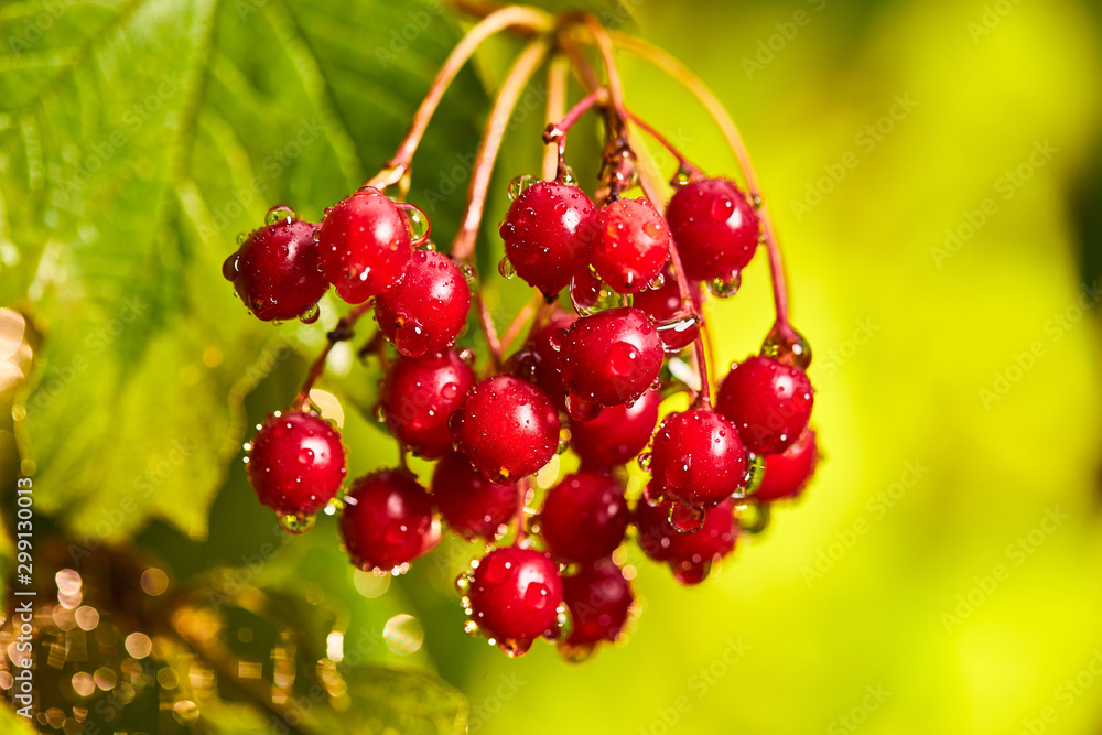 Branches of viburnum (Ukrainian Kalina) berries with its leaves on the ...