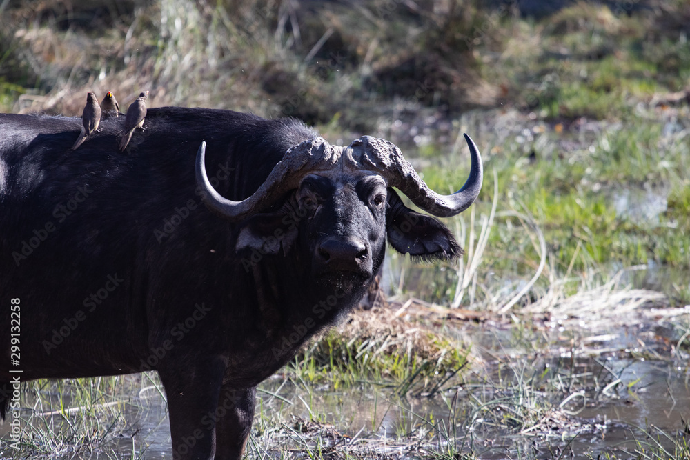 Water Buffalo in Africa close to a pod for drinking. Tourism safari in ...