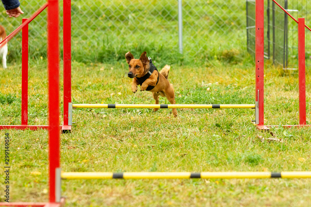 How Do You Train A Dog To Jump Obstacles