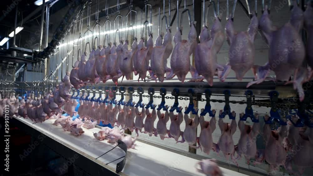 chicken factory process conveyor meat industrial line Stock Video ...