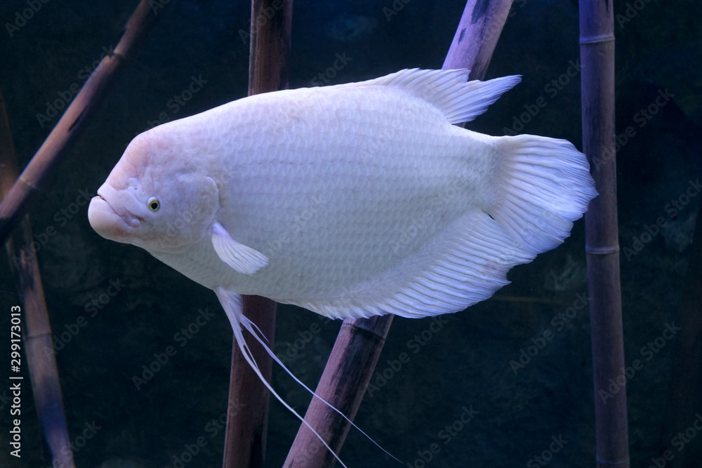 White Giant Gourami Fish