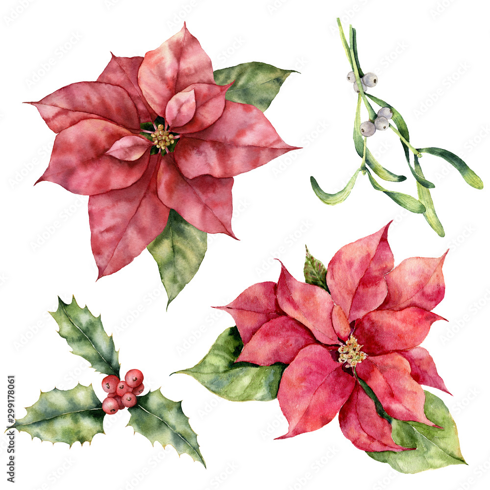 Poinsettia Botanical Drawing