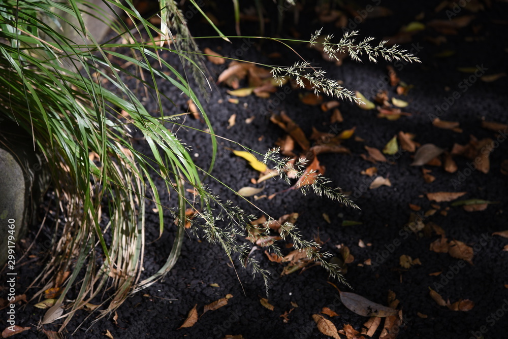 Feather reed grass (Calamagrostis brachytricha) is a poaceae perennial ...