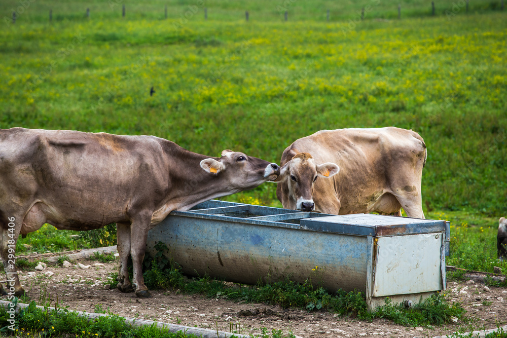 Cows (Swiss Braunvieh Breed) showing their feelings to each other next ...