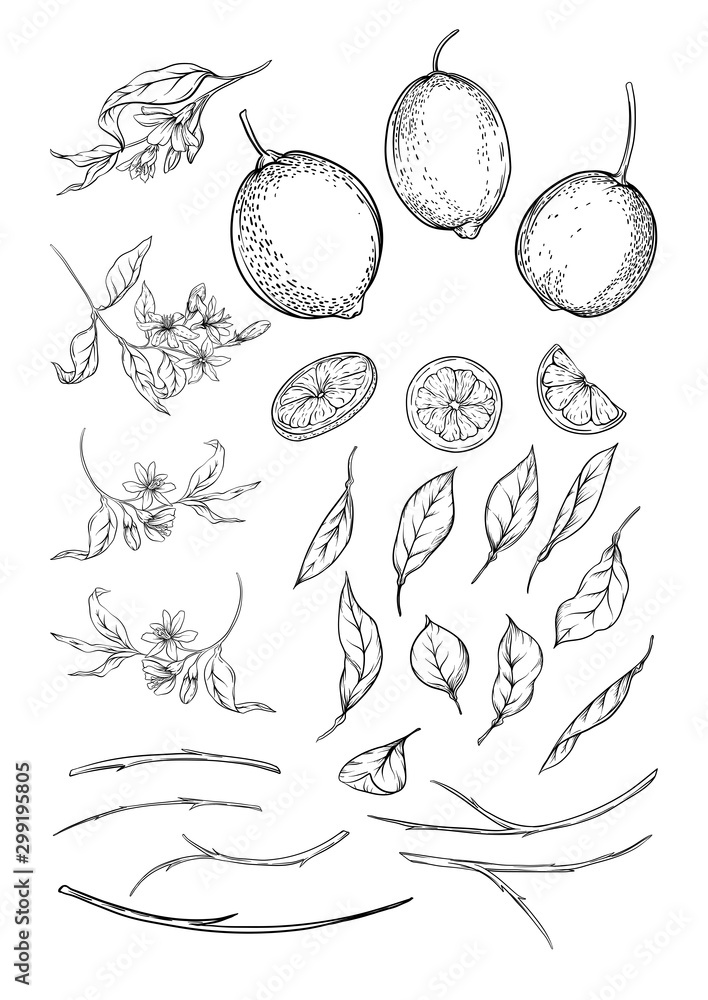 Lemon tree branch with lemons, flowers and leaves. Element for design ...