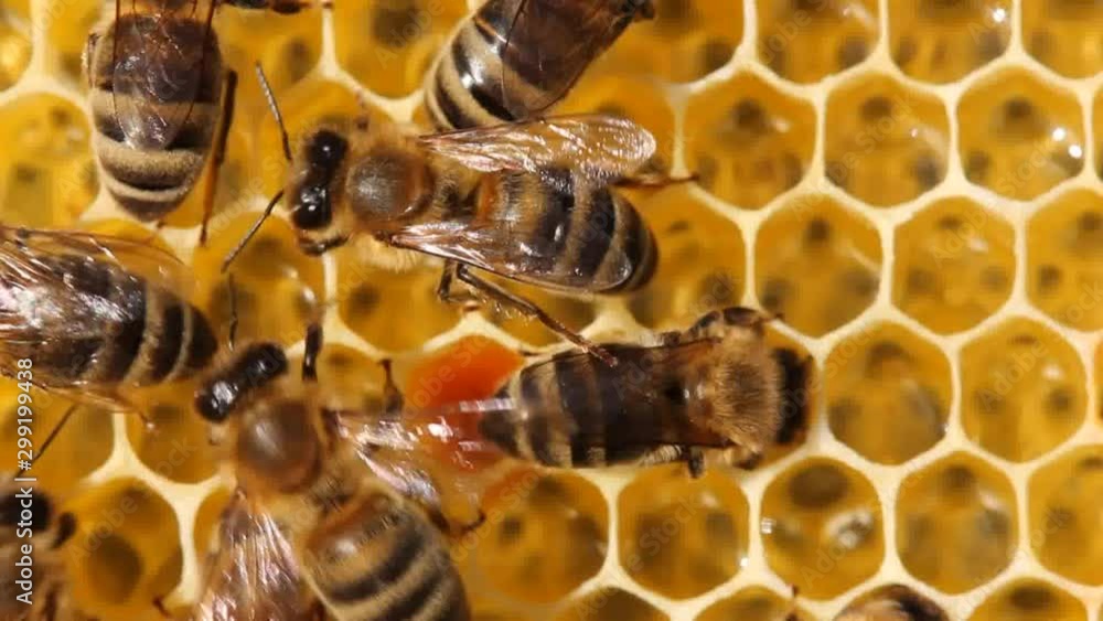 Excited bee with Varroa mite on its body. Panic caused by bee ...