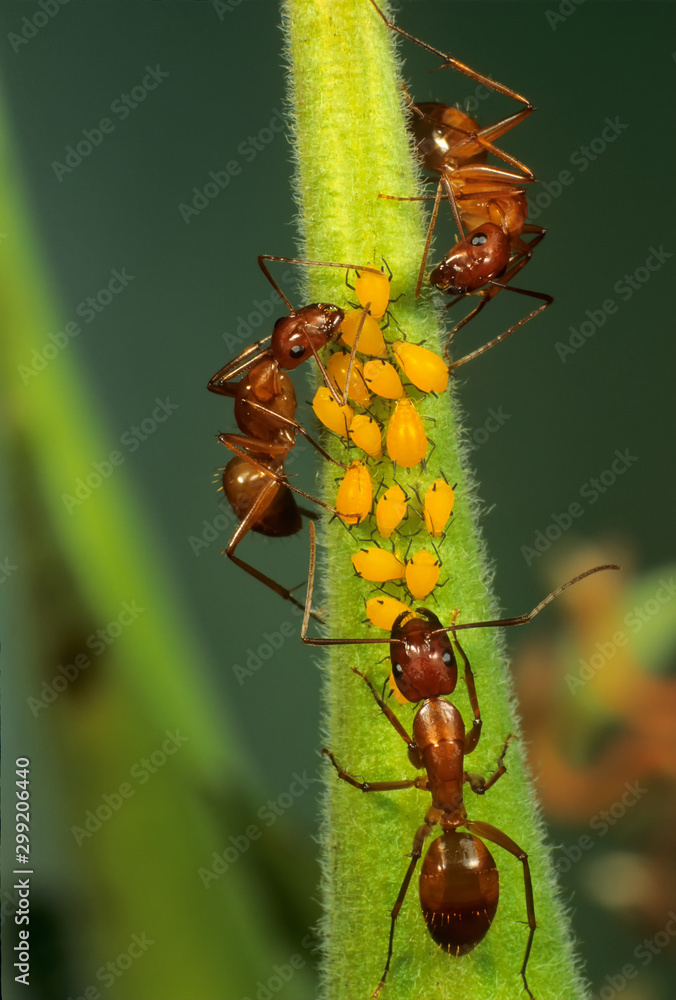 Camponotus ants herding oleander aphids on seed pod of butterfly weed ...