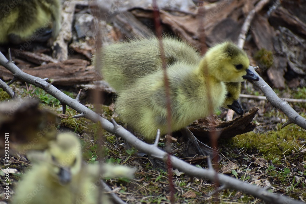 Wild Animals Baby Ducks