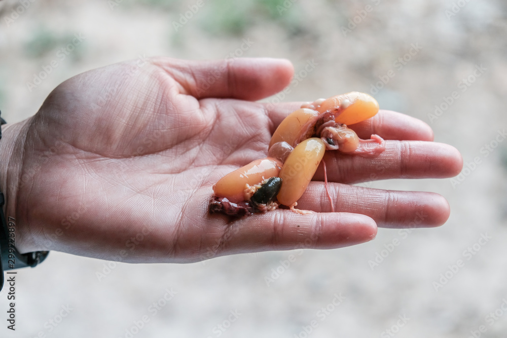 Closeup of fresh snake offal and snake eggs inside snake body after ...