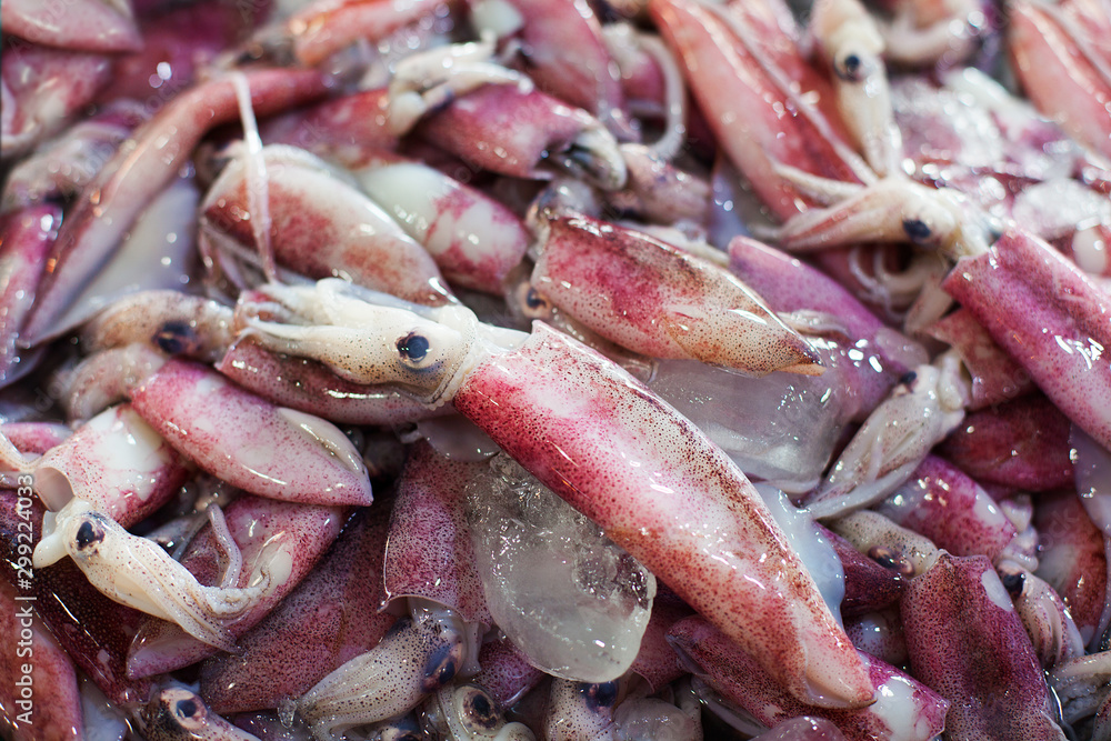 Raw Calamari