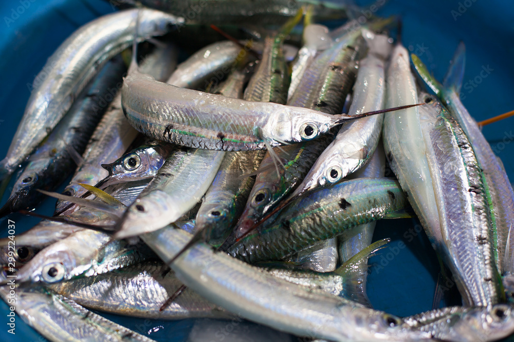 Fotka „Garfish, crocodile needlefish, houndfish, garpike, sea needle ...