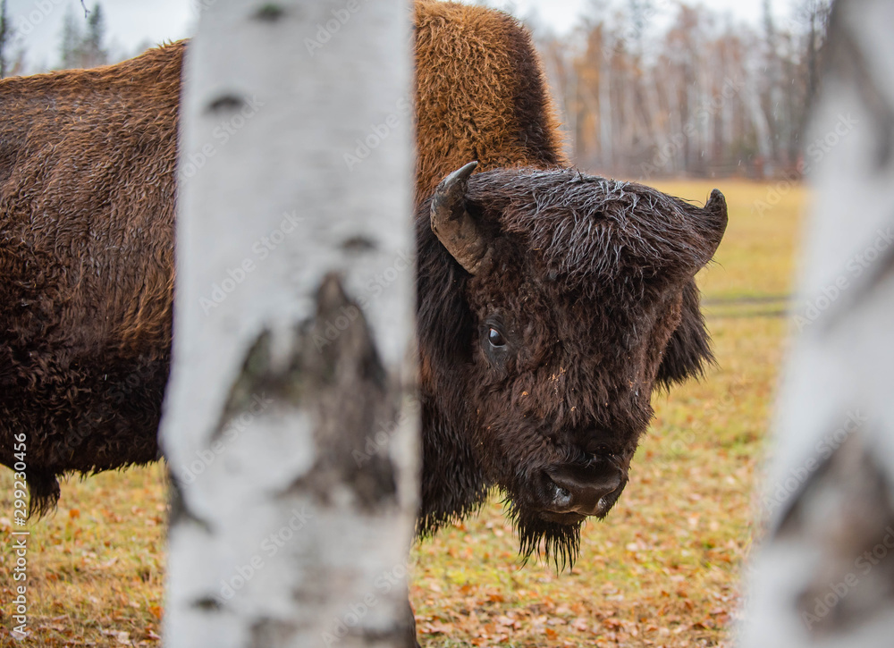 Forest bison in the North of Yakutia (Russia) withstand -50 degree ...