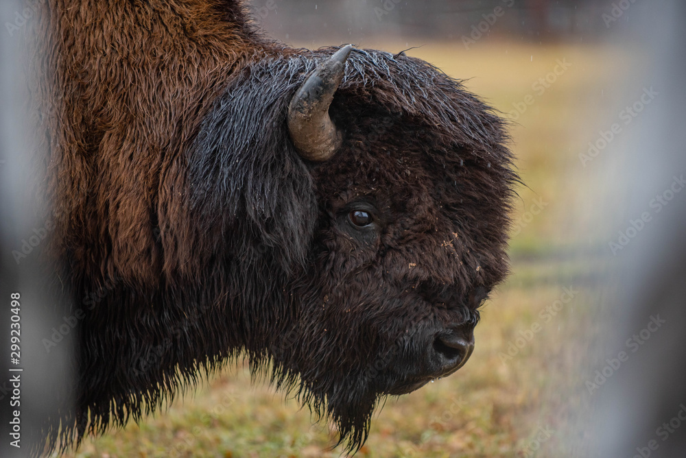 Russian Bison