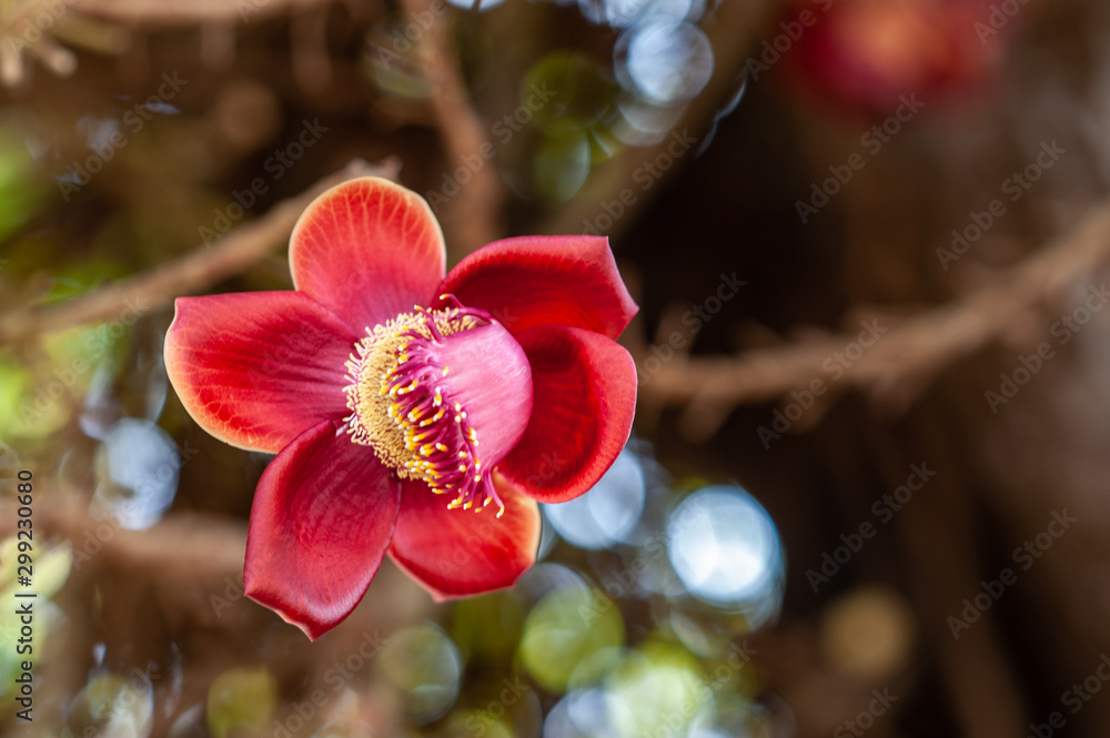 Typical flower of Cambodia Stock Photo | Adobe Stock