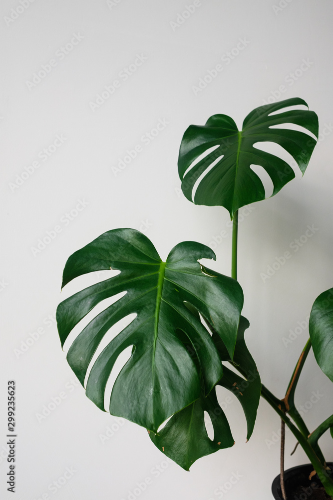 Monstera in a modern interior, the concept of minimalism and scandy ...