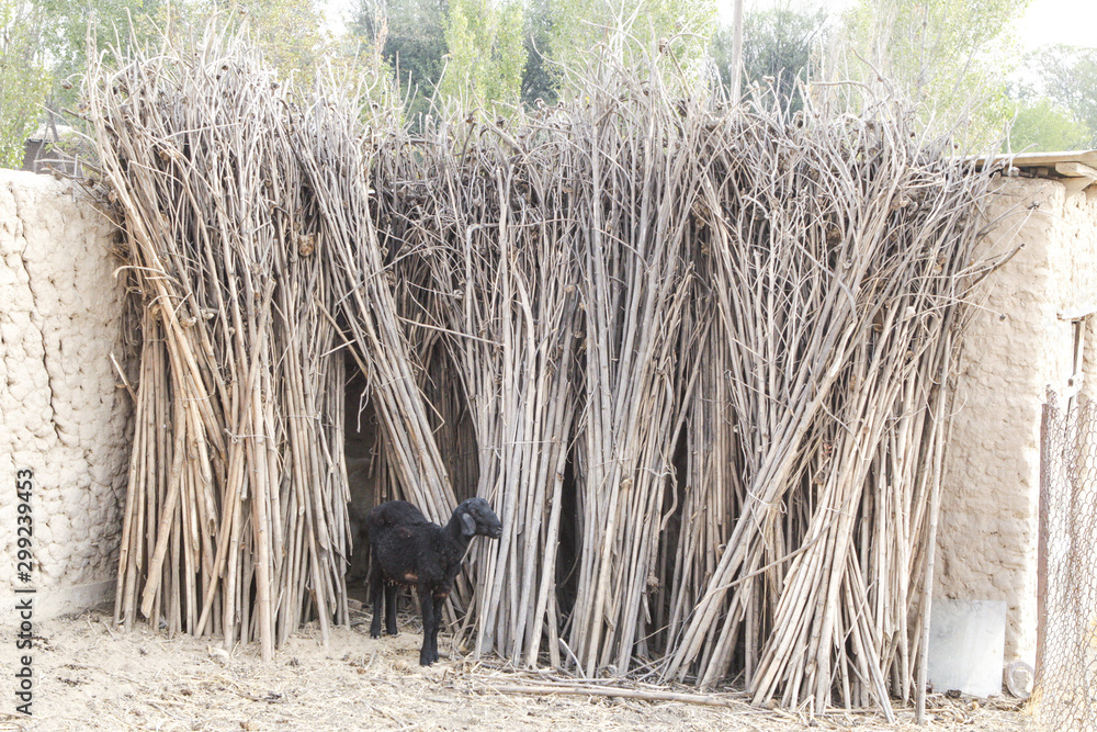 Black sheared ram in a cattle pen near dried sunflower trunks Stock ...