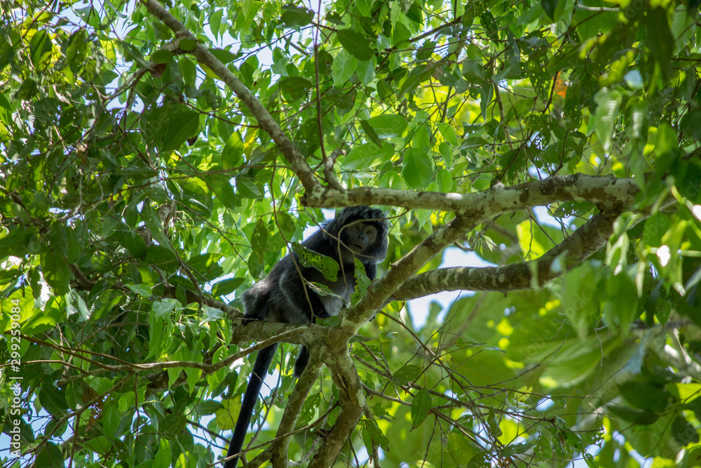 Lutung Budeng (Trachypithecus auratus), black long tail monkey in the ...