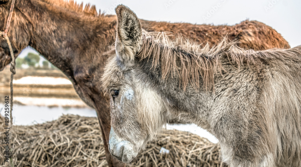 poor an innocent brown donkey standing in the fields and looking so ...