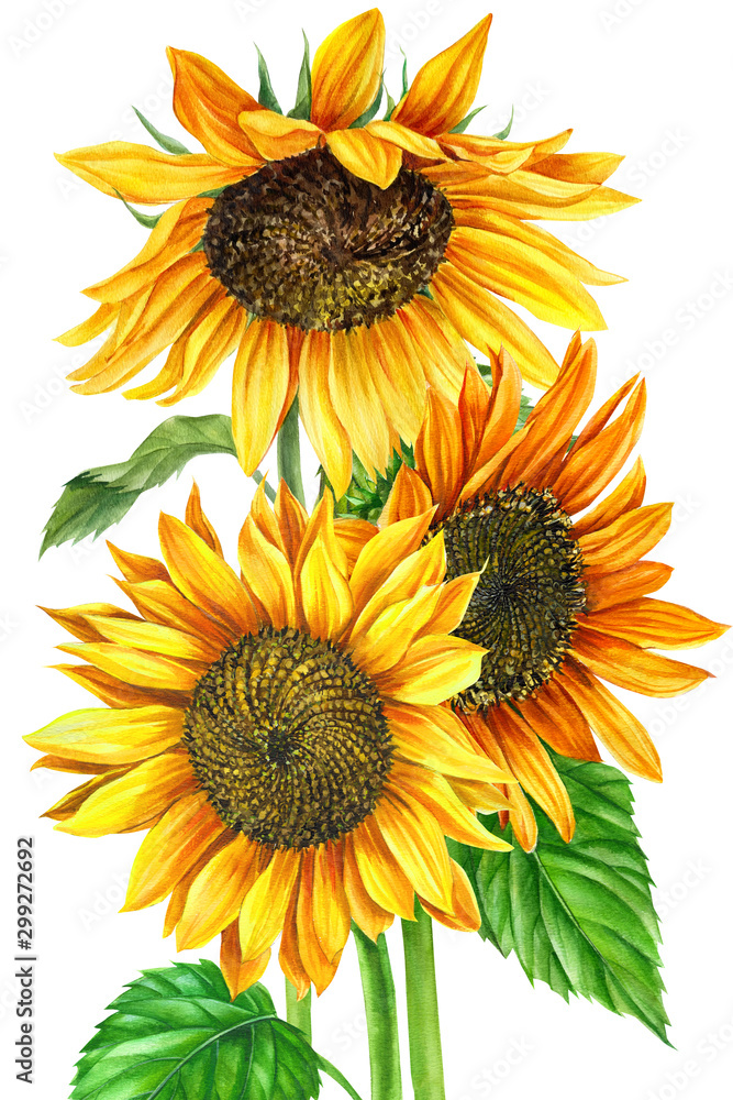Sunflower On An Isolated White Background Hand Drawing Flowers