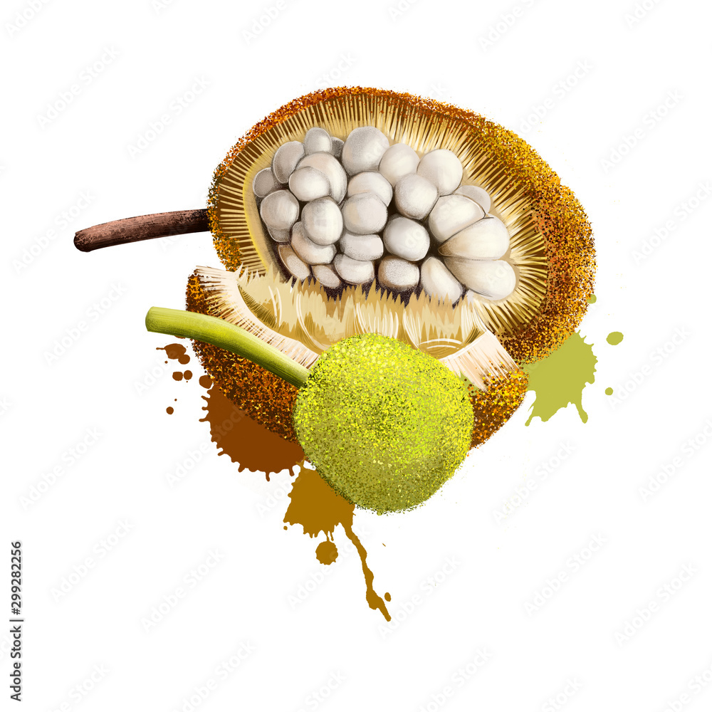 Marang isolated on white. Artocarpus odoratissimus, called terap ...