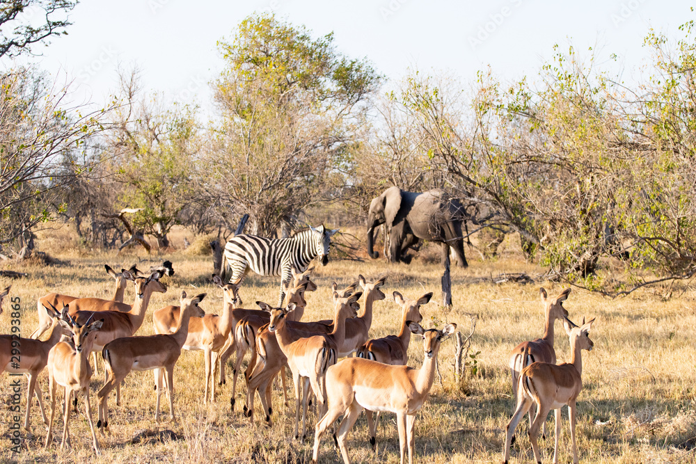 Different Wild Animals Together