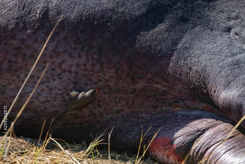 Hippopotamus carcass eaten by scavengers, Dead Hippo killed by drought ...