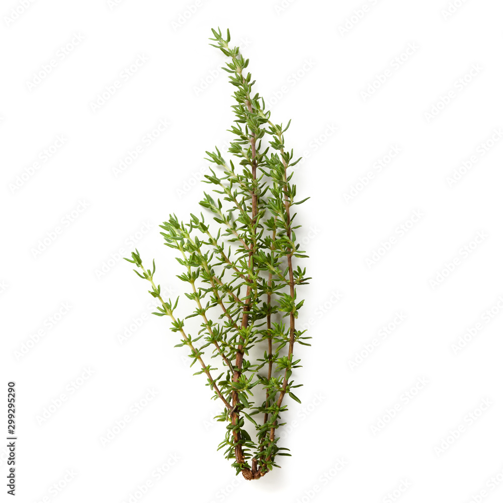 Thymus (plant) Aromatic Thymus vulgaris Stock Photo | Adobe Stock