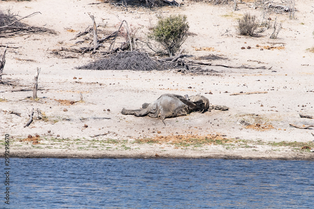 Elephant dead as a result of drought in africa, wild elephant dead due ...