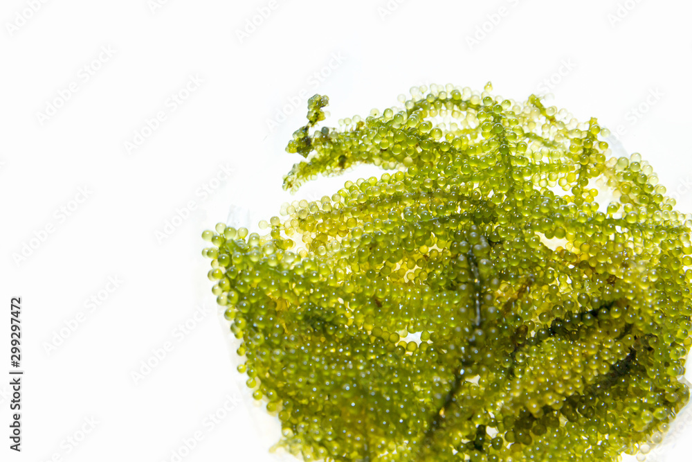 Sea Grapes (Caulerpa Lentillifera) , Seaweed, Healthy food Stock Photo ...