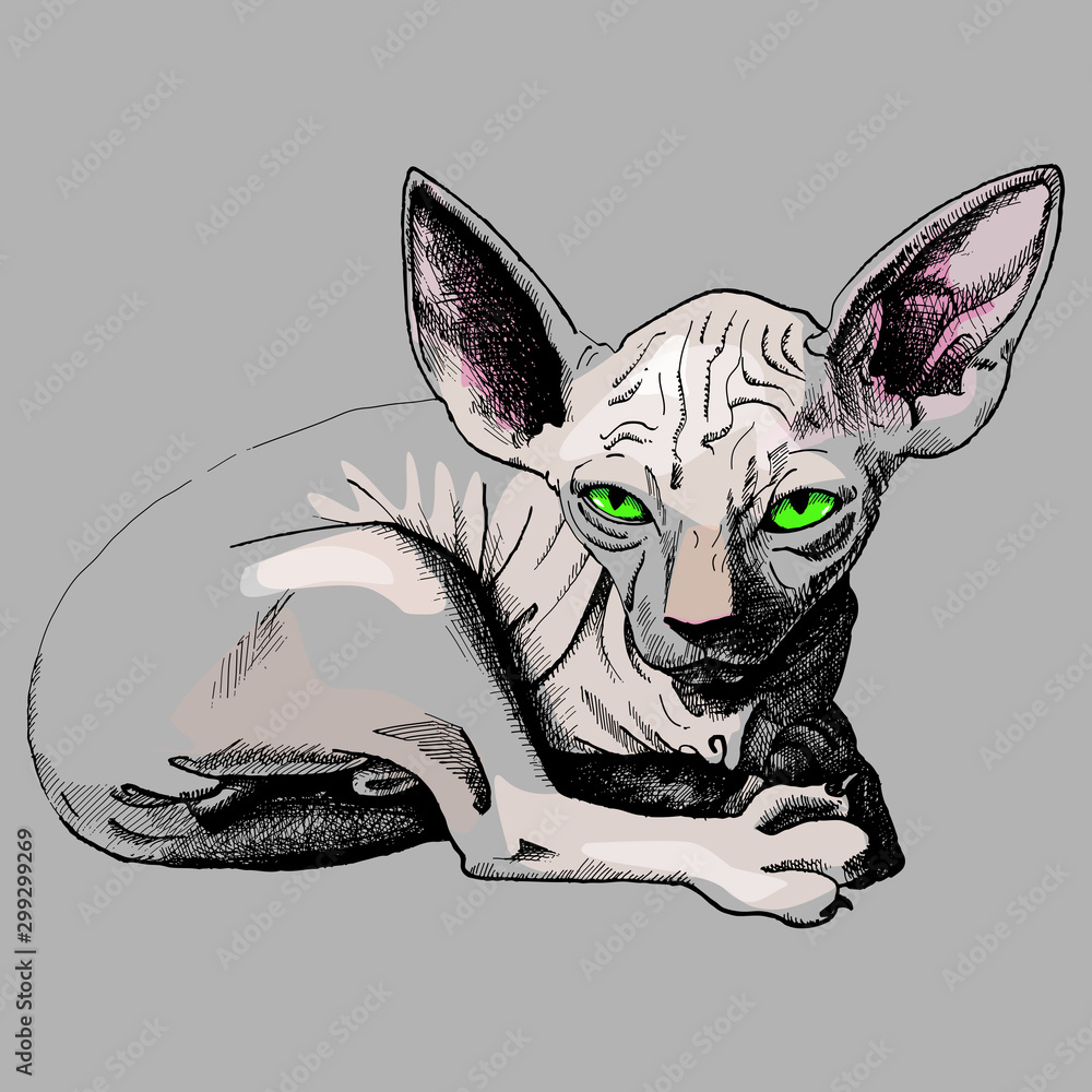 hand-drawn ink drawing of a sphynx cat. color, vector, illustration ...