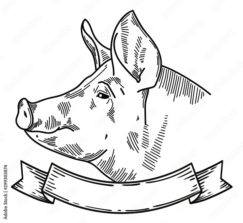 Pig Head Drawing